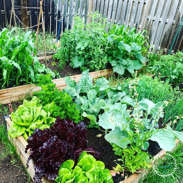 Ultimate Guide to Year-Round Gardening in Canada
