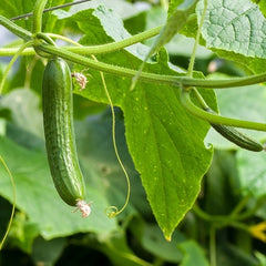 The Ultimate Guide to Cucumbers: Origins, Varieties & Uses