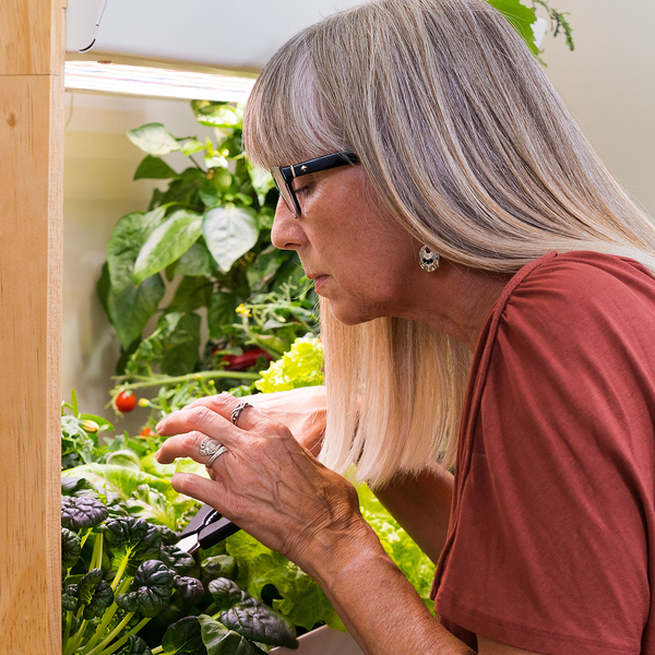 The Living Pantry: Your Guide to Autumn Gardening & Recipes