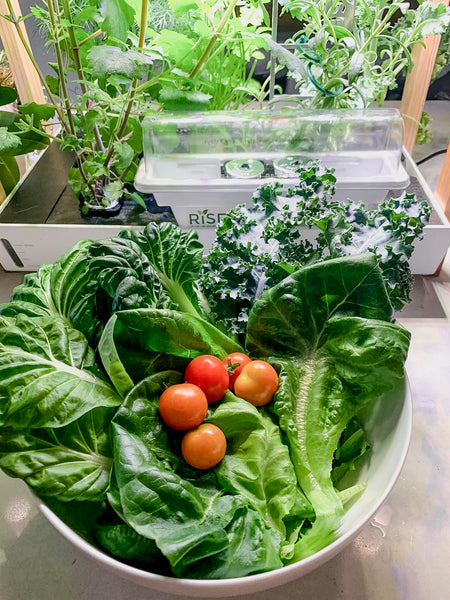 Manual Dry Nutrient Dosing Guide for Thriving Community Gardens