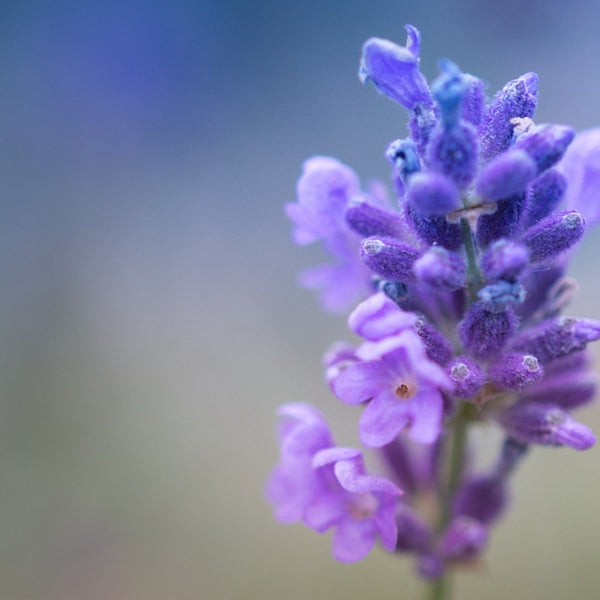 All About Lavender: Benefits, Growing Tips & Uses