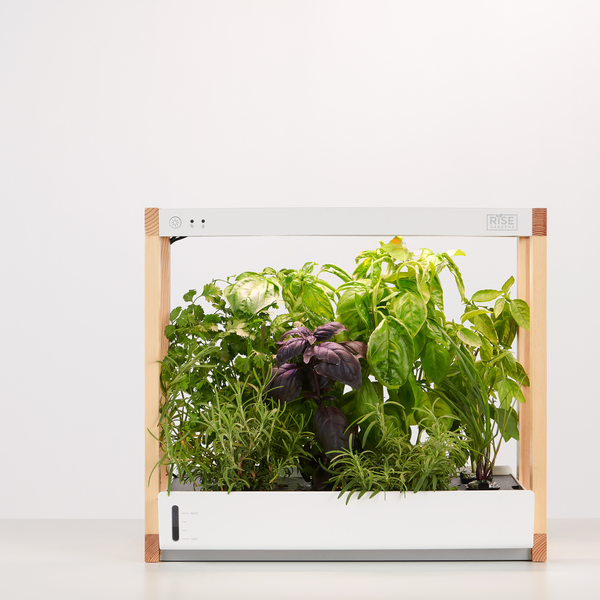 Beginner's Guide to Starting An Herb Garden | Rise Gardens