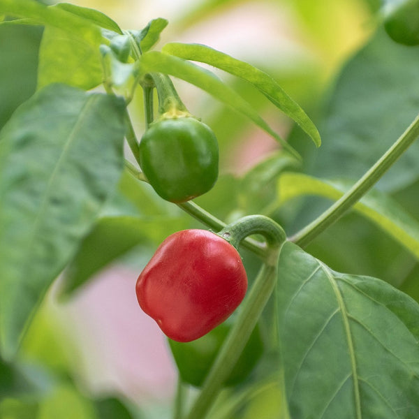 All About Peppers: Varieties, Growing Tips & Health Benefits