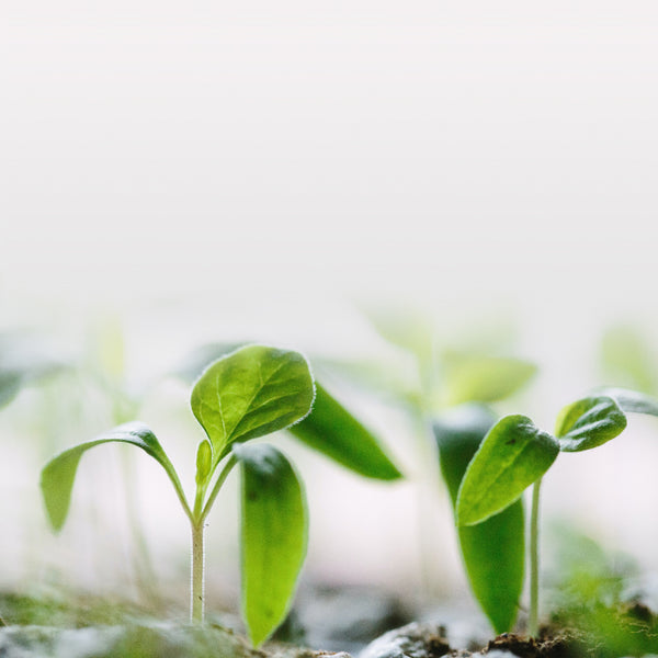How to Start Your Own Victory Garden: A Step-by-Step Guide