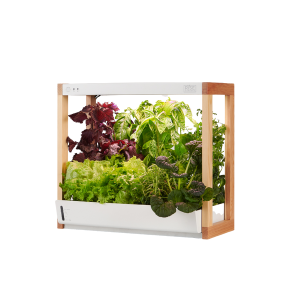 Give the Gift of Growing Happy with Indoor Gardening | Rise Gardens