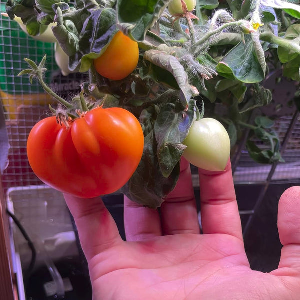 Dora Orange Tomatoes: The Ultimate Guide to Growing & Enjoying
