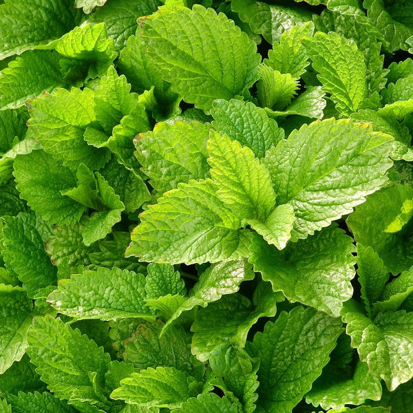 All About Lemon Balm: Benefits, Uses, and Growing Guide