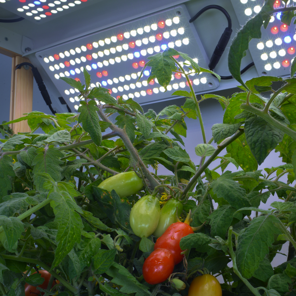 Elevate Your Gardening with Rise Roma: Enhance Your Green Thumb Experience