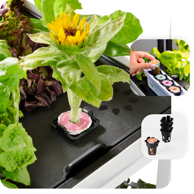 Personal Indoor Garden | Hydroponic Smart Garden