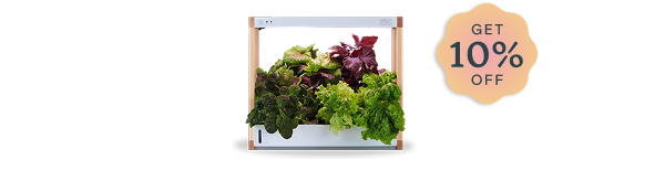 The Rise Garden | Indoor Hydroponic Garden