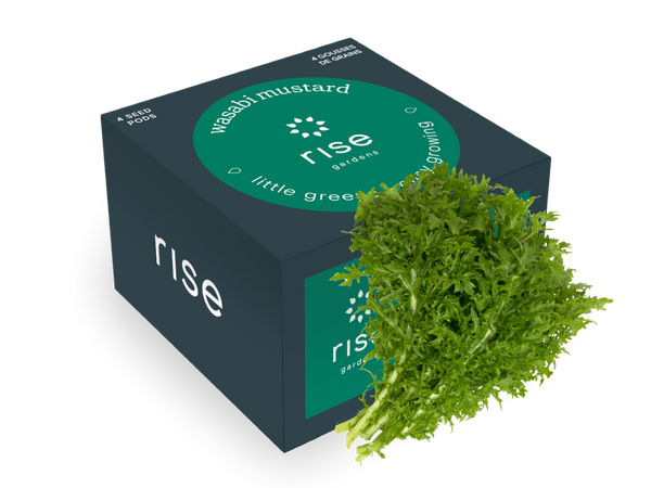 Wasabi Mustard seeds for Hydroponic Gardens |Rise Gardens