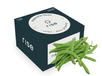 Bean Mascotte Seeds for Indoor Herb Garden | Rise Gardens