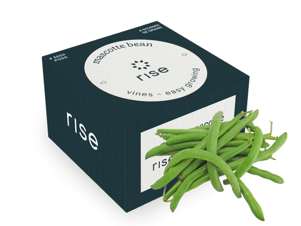 Bean Mascotte Seeds for Indoor Herb Garden | Rise Gardens