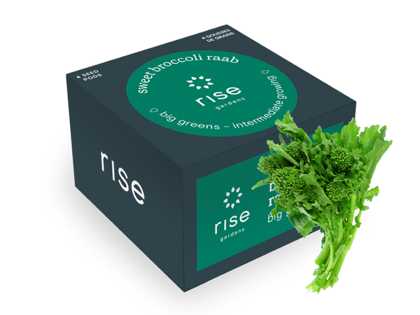 Sweet Broccoli Raab seeds for Hydroponic Gardens | Rise Gardens