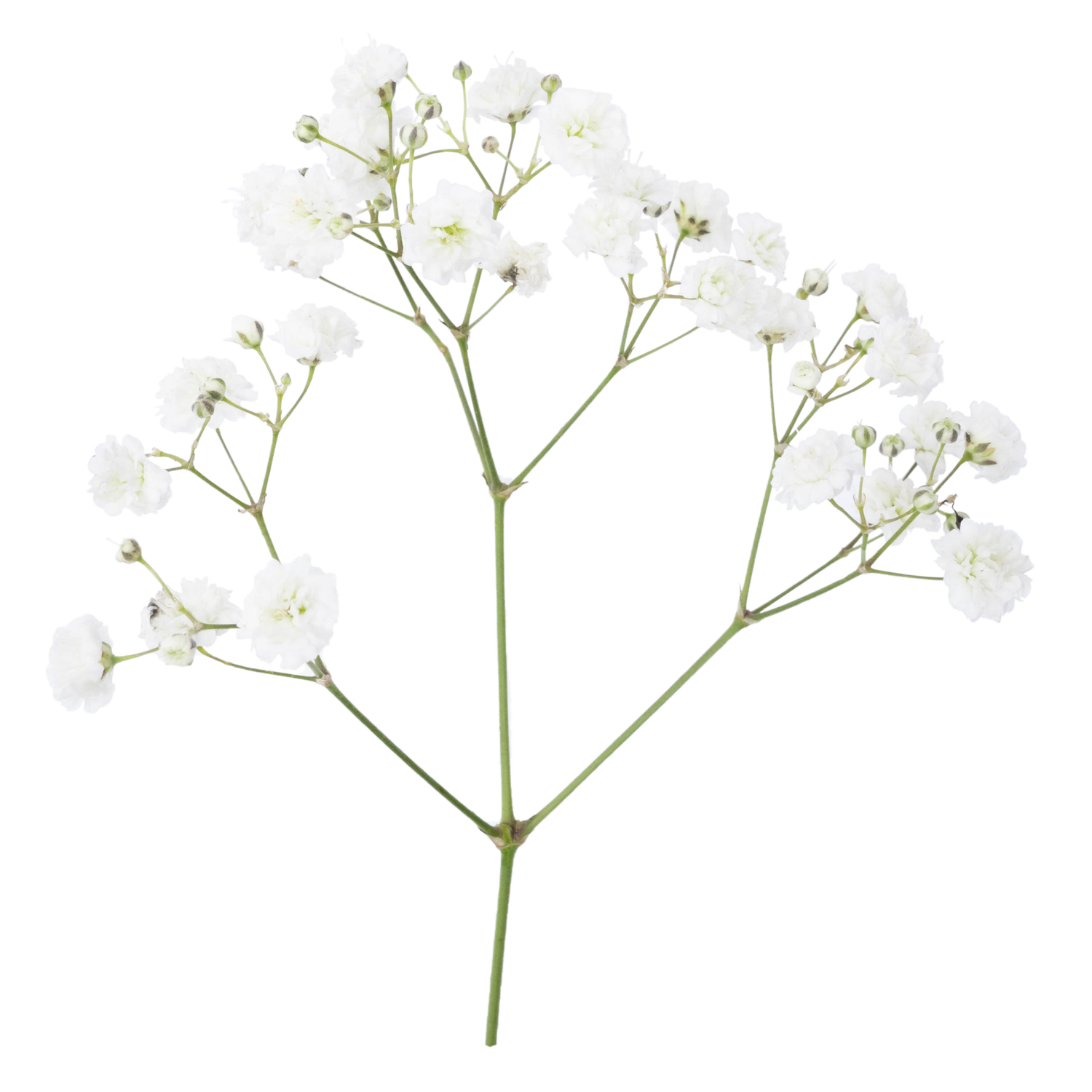 Baby's Breath Gypsophilia Seeds for Indoor Garden | Rise Garden