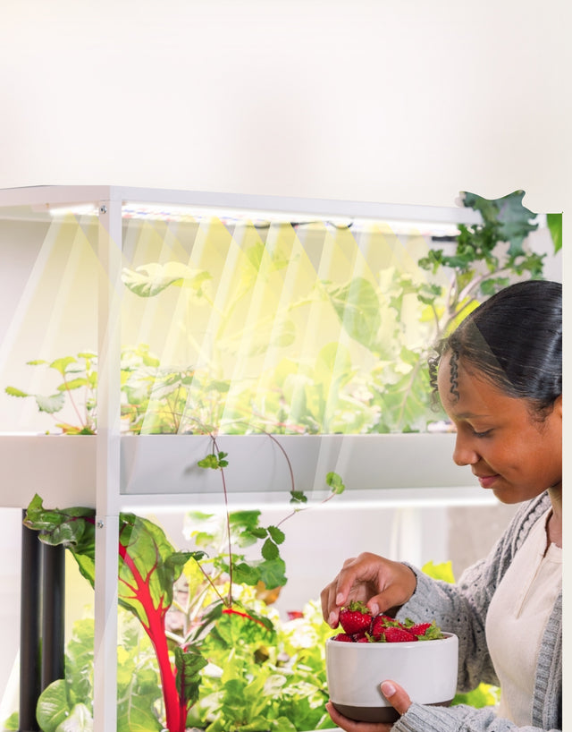 The Rise Garden 3 | Indoor Hydroponic Garden System