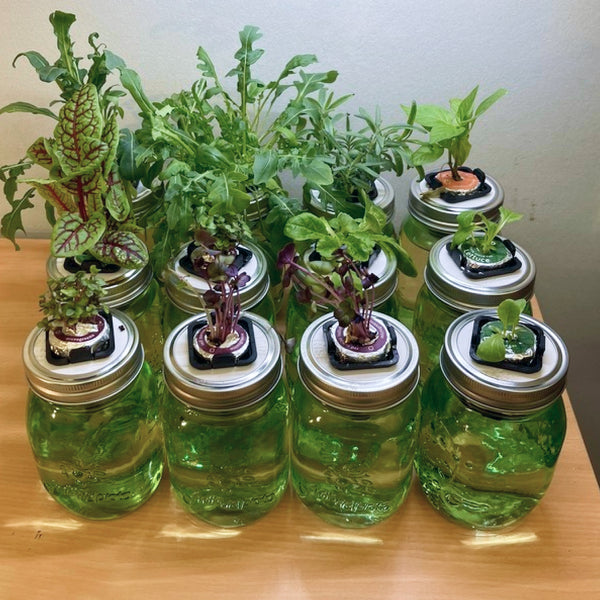 Mason Jar Classroom Kit for Educational Gardening | Rise Gardens