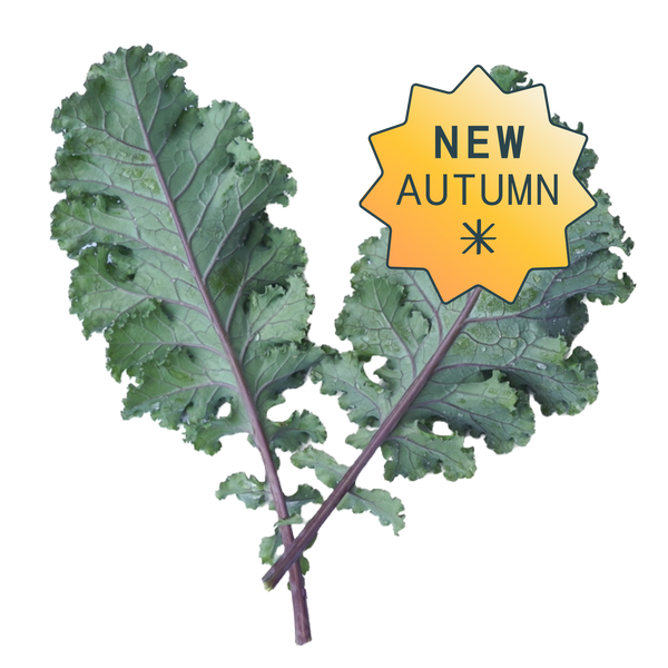 Mini Kale| Rise Gardens seeds for hydroponic gardens