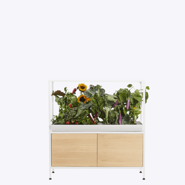 Rise Garden: Indoor Hydroponic Garden System for Fresh, Homegrown ...