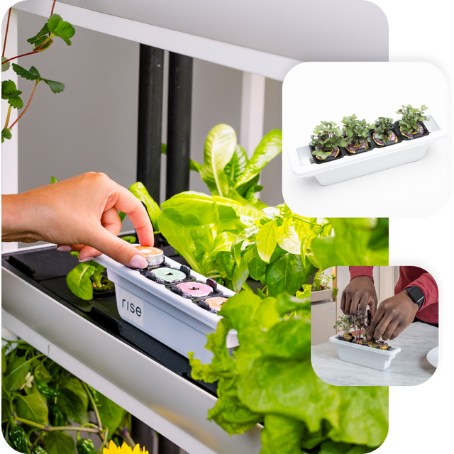 Rise Garden: Indoor Hydroponic Garden System for Fresh, Homegrown ...