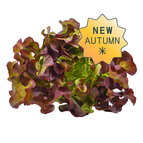 Red Oakleaf Lettuce | Rise Gardens seeds for hydroponic gardens