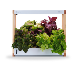 The Rise Garden | Indoor Hydroponic Garden