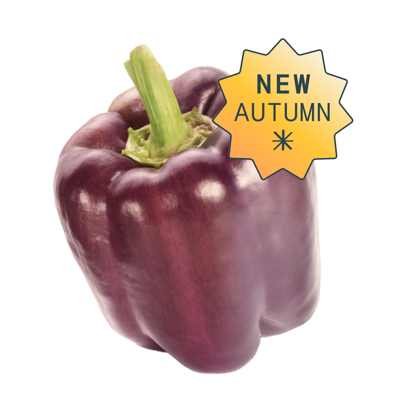 Purple Galaxy Bell Pepper | Rise Gardens seeds for hydroponic gardens