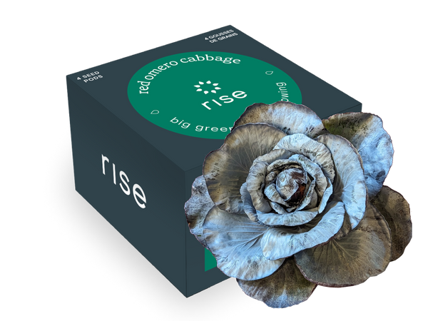 Red Omer Cabagge Seeds for Indoor Garden | Rise Garden