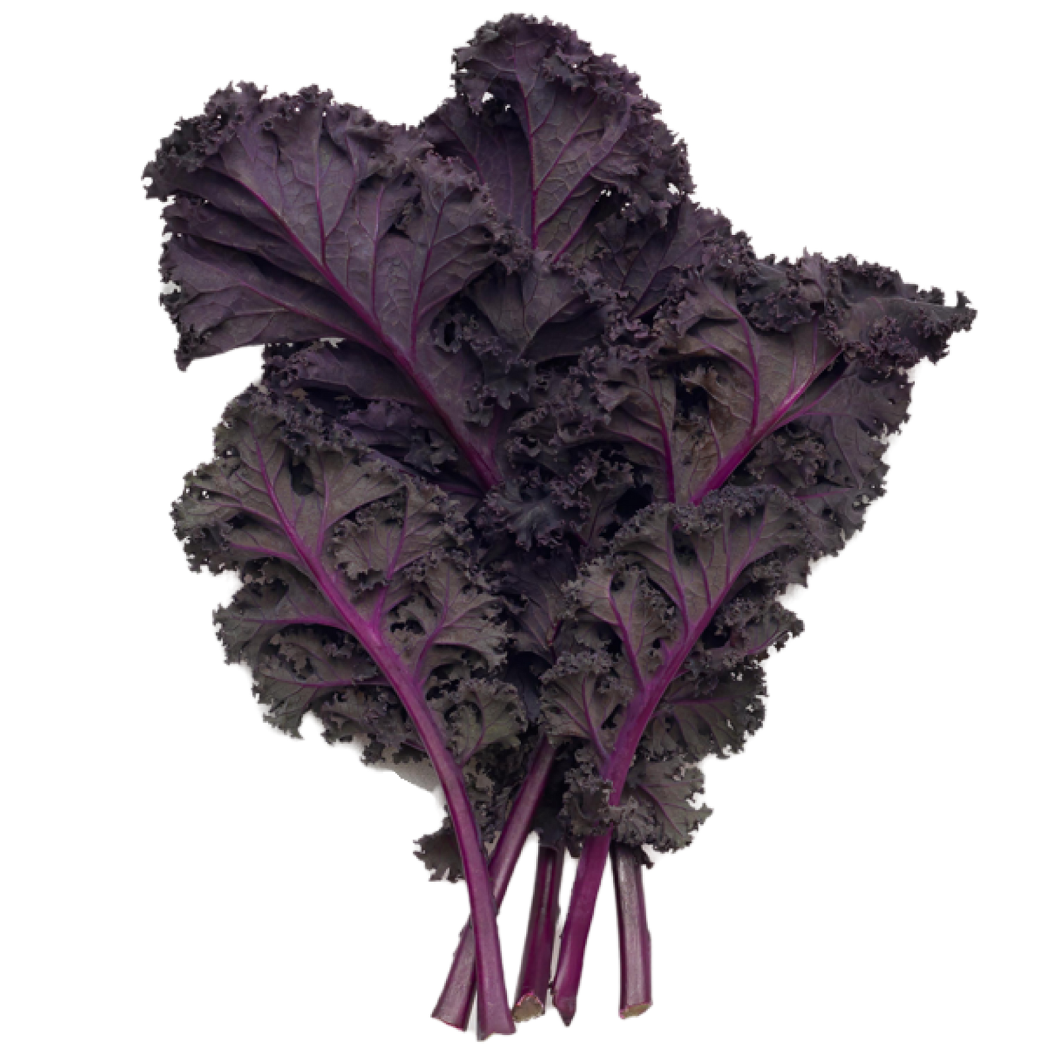 Scarlet Kale Seeds for Indoor Garden | Rise Garden