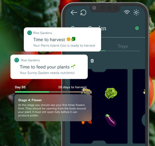 Rise Garden: Indoor Hydroponic Garden System for Fresh, Homegrown ...
