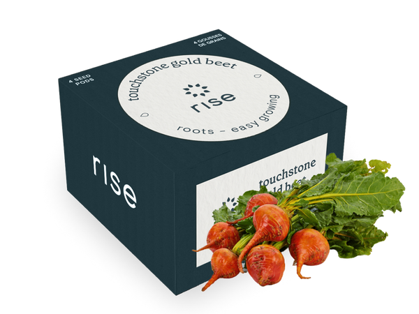 Grow Touchstone Gold Beets Indoors | Rise Gardens