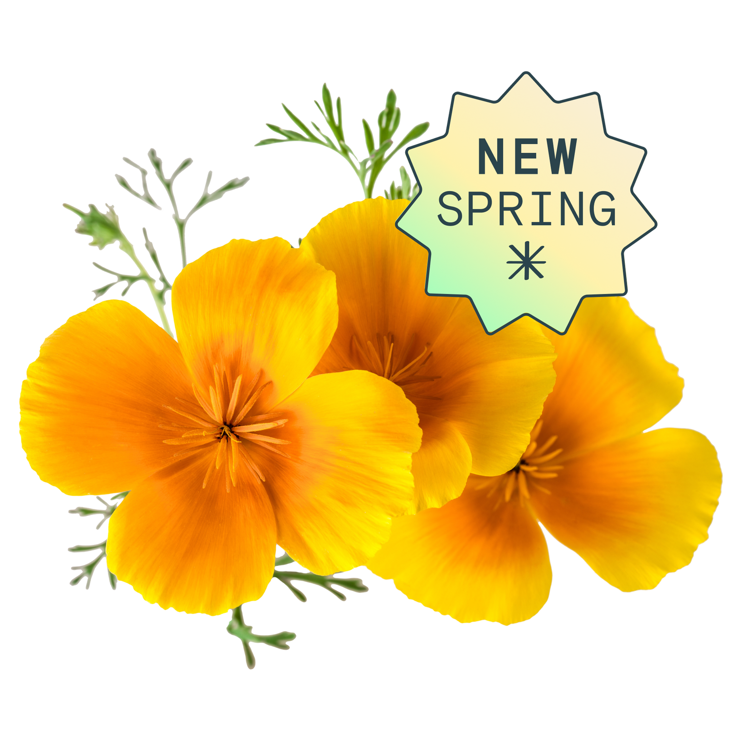 Yellow Poppy Seeds for Indoor Garden | Rise Garden