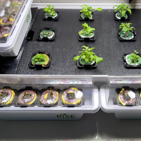 Basil Lemon Microgreens | Hydroponic Indoor Gardens