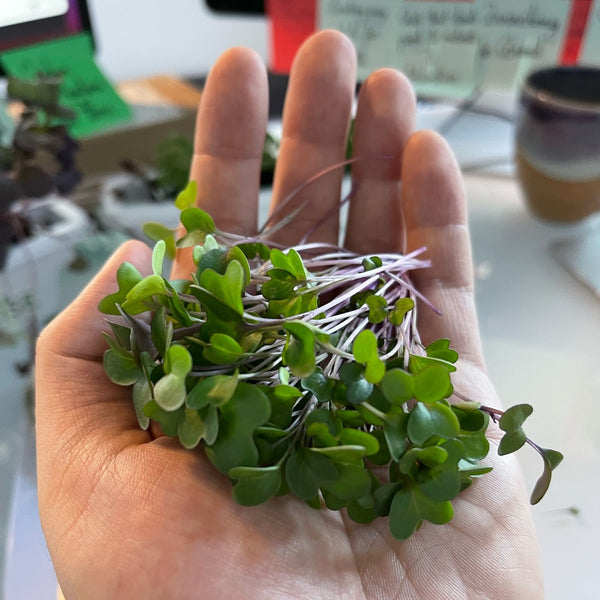 Kohlrabi Purple Microgreens | Hydroponic Indoor Gardens