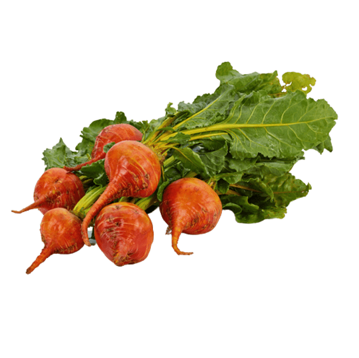 Grow Touchstone Gold Beets Indoors | Rise Gardens